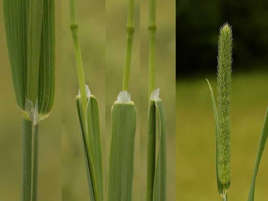 Wiesen-Lieschgras (Phleum pratense)