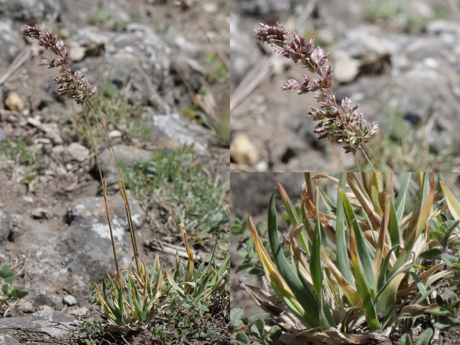 Badener Rispengras (Poa badensis)