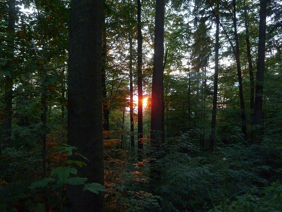 Waldmeister-Rotbuchenwald (Galio odorati-Fagetum)